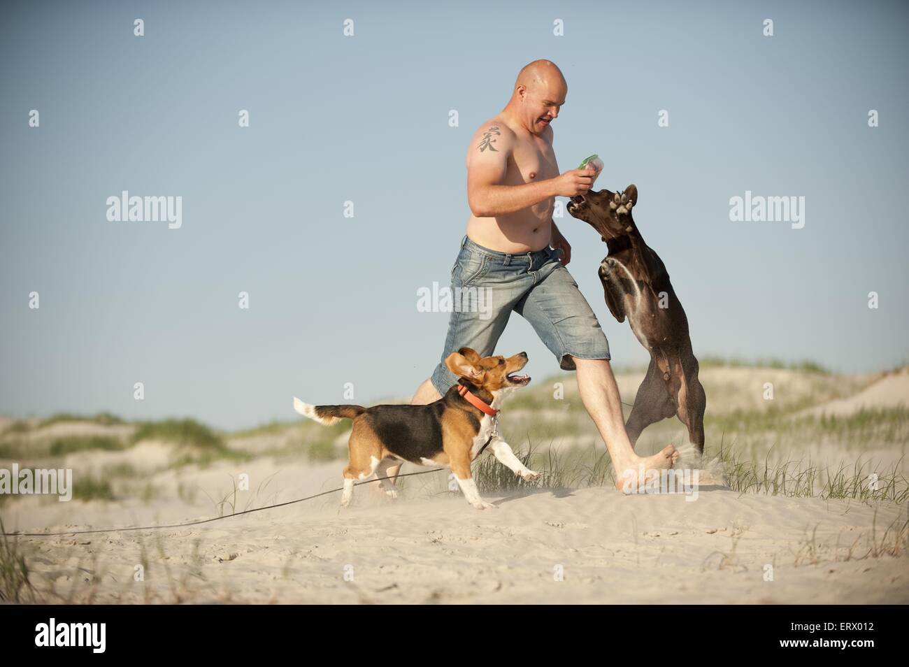 Big dog jumping at man hi-res stock photography and images - Alamy