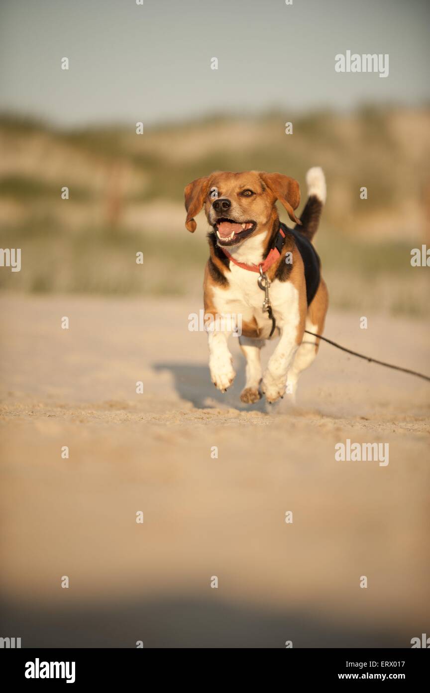 Beagle leash hi-res stock photography and images - Alamy