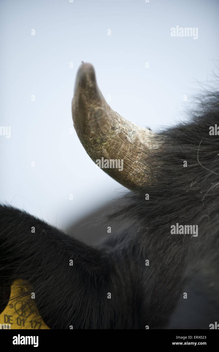 Frontal horn hi-res stock photography and images - Alamy