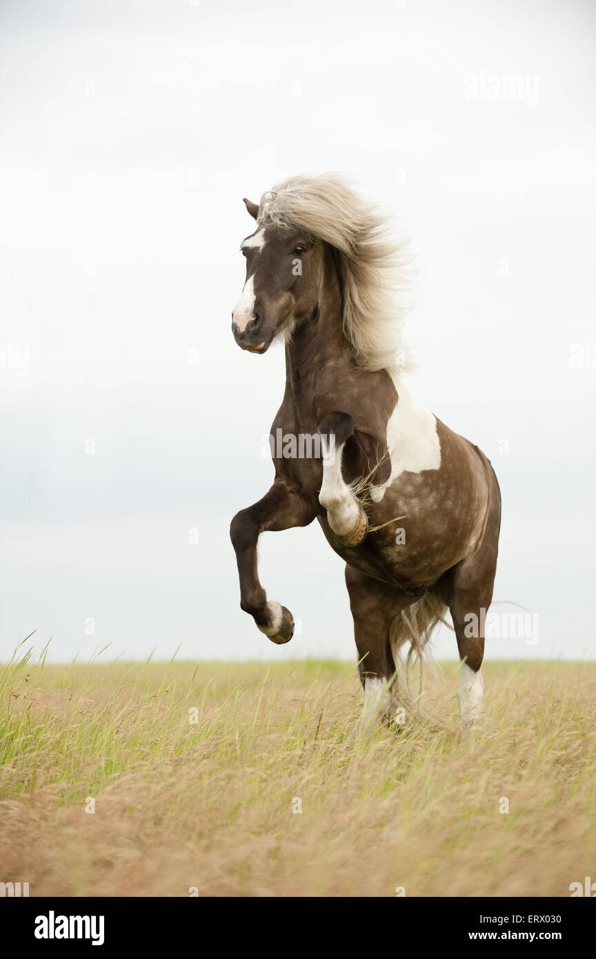 Single horse leg hi-res stock photography and images - Alamy