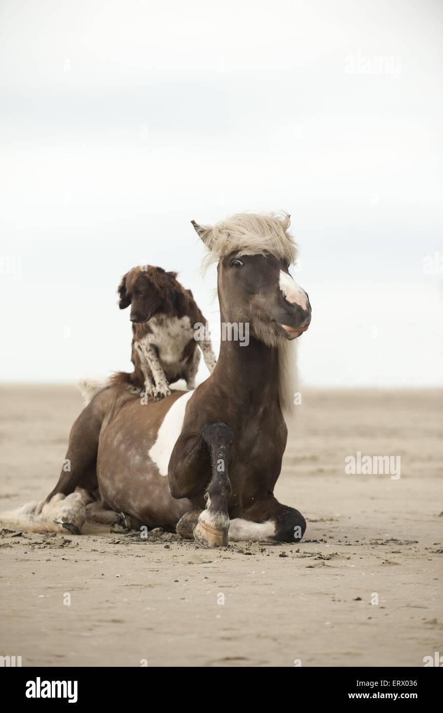 Icelandic horse and small munsterlander Stock Photo - Alamy