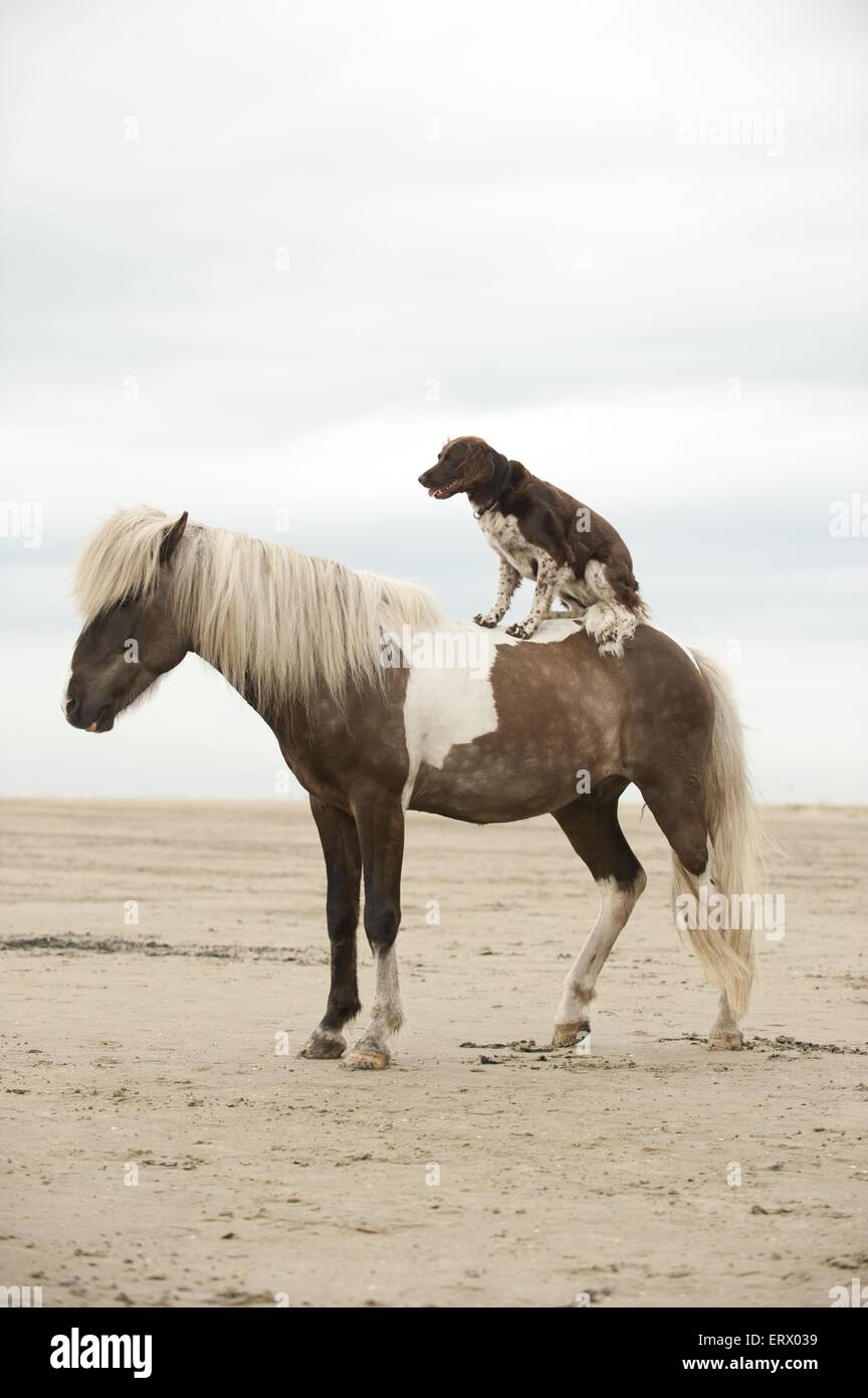 Icelandic horse and small munsterlander Stock Photo - Alamy