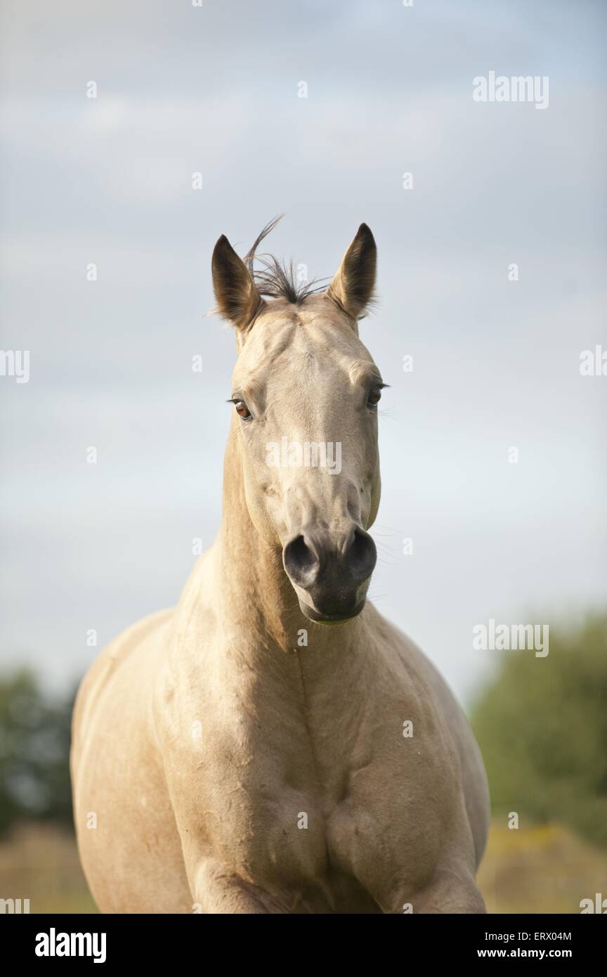 Quarter Horse Portrait Stock Photo - Alamy