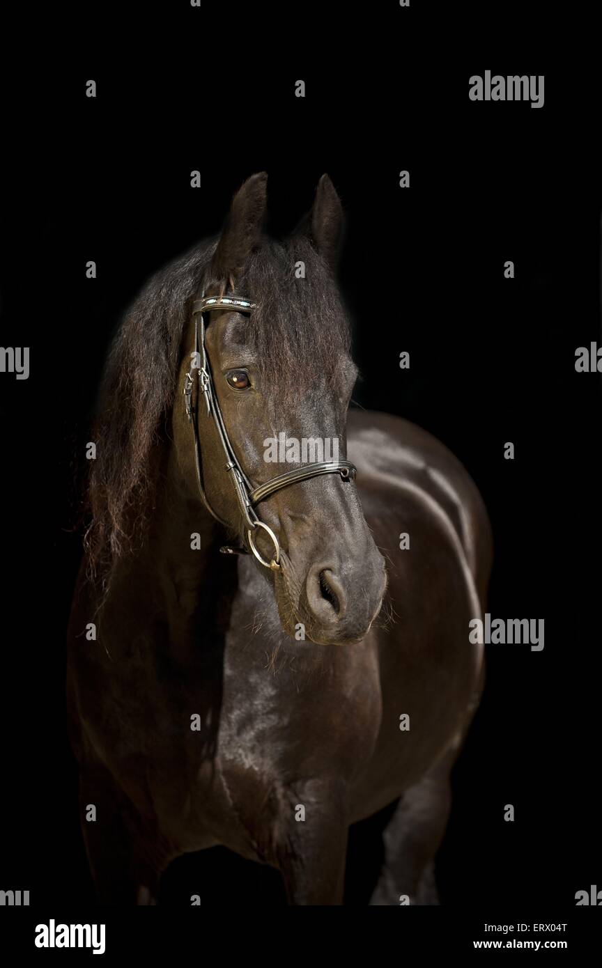 Friesian horse Portrait Stock Photo - Alamy