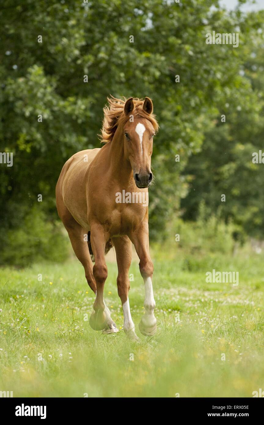 Hanoverian horse trotting meadow hi-res stock photography and images ...