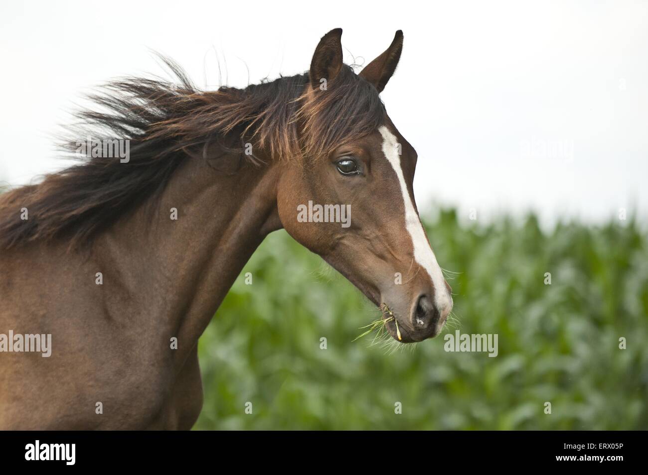 Hanoverian horse hi-res stock photography and images - Alamy