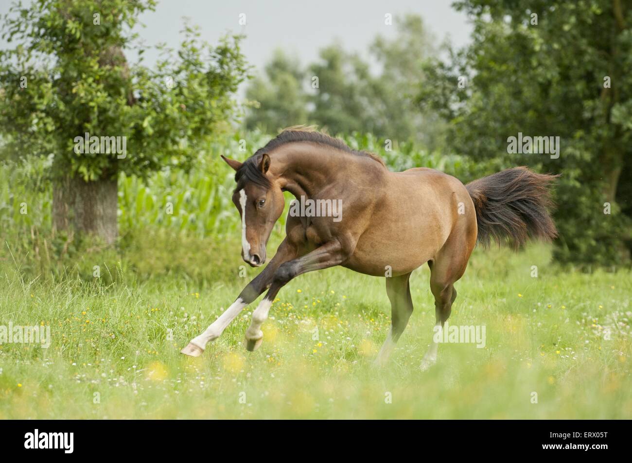 Hanoverian horse running meadow hi-res stock photography and images - Alamy