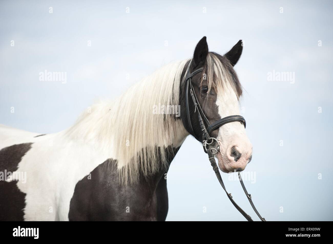 Irish Tinker Portrait Stock Photo - Alamy