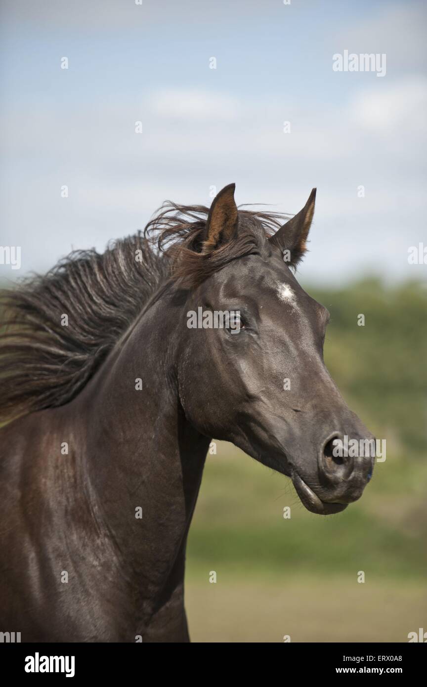 arabian horse portrait Stock Photo - Alamy