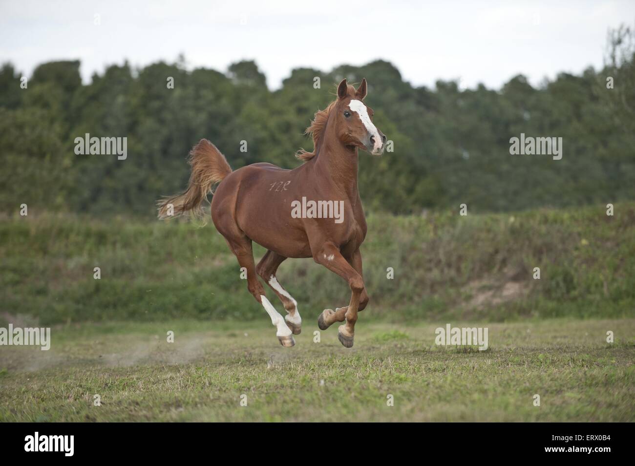 galloping arabian horse Stock Photo - Alamy