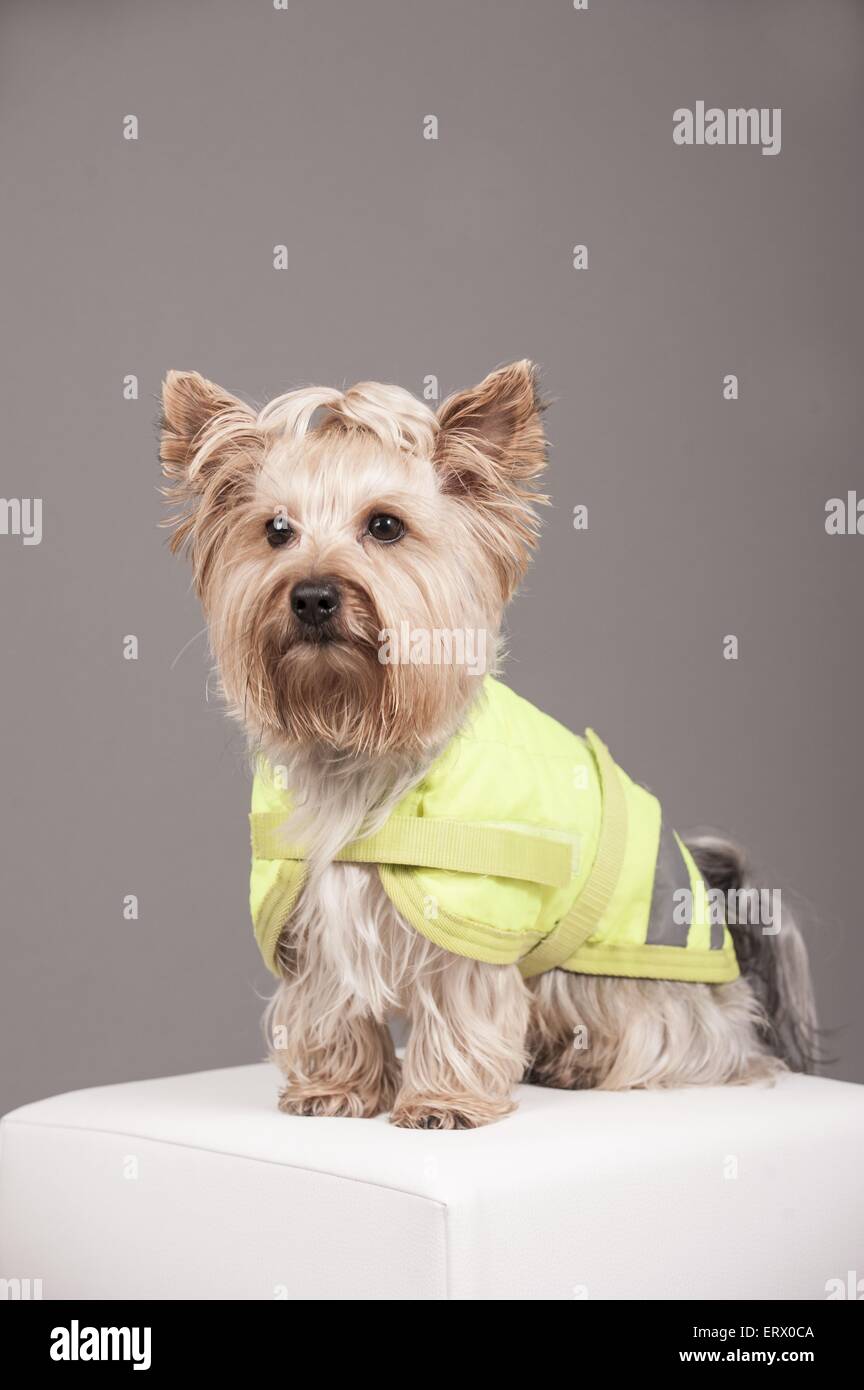 Small dressed yorkshire terrier hi-res stock photography and images - Alamy