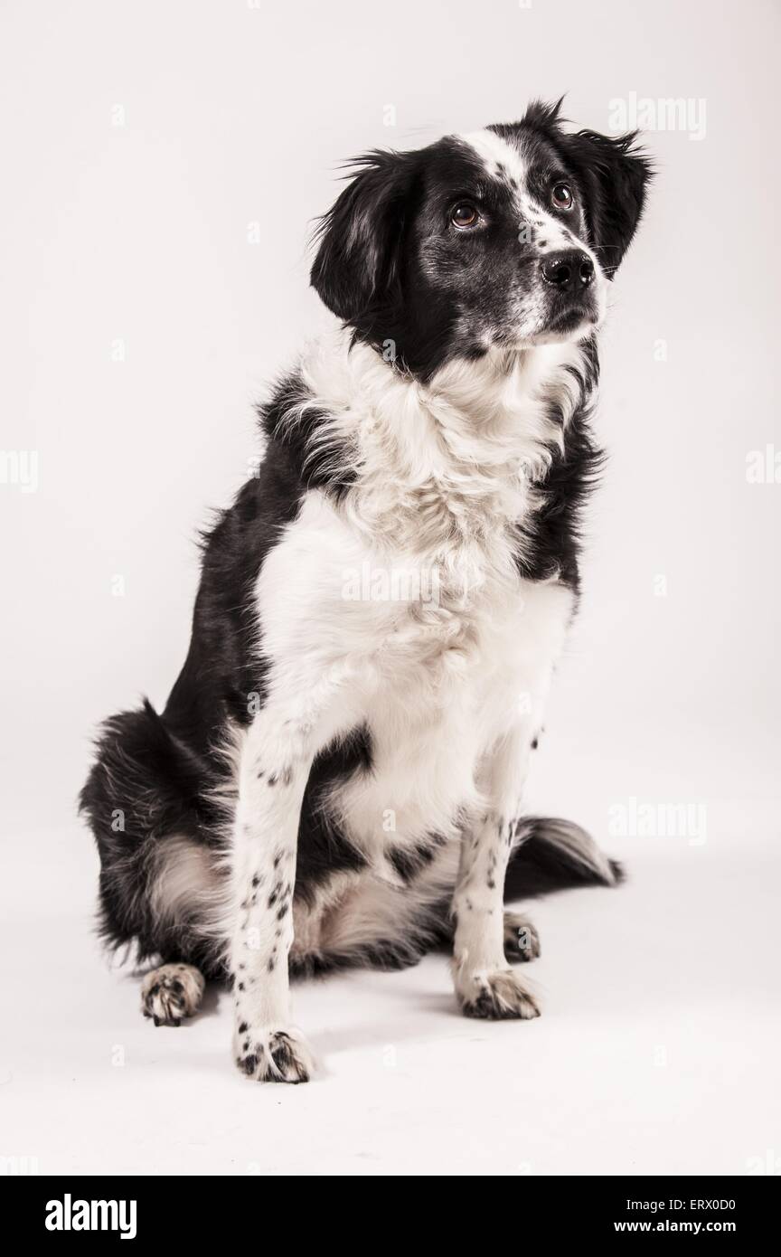 sitting Border Collie Stock Photo - Alamy