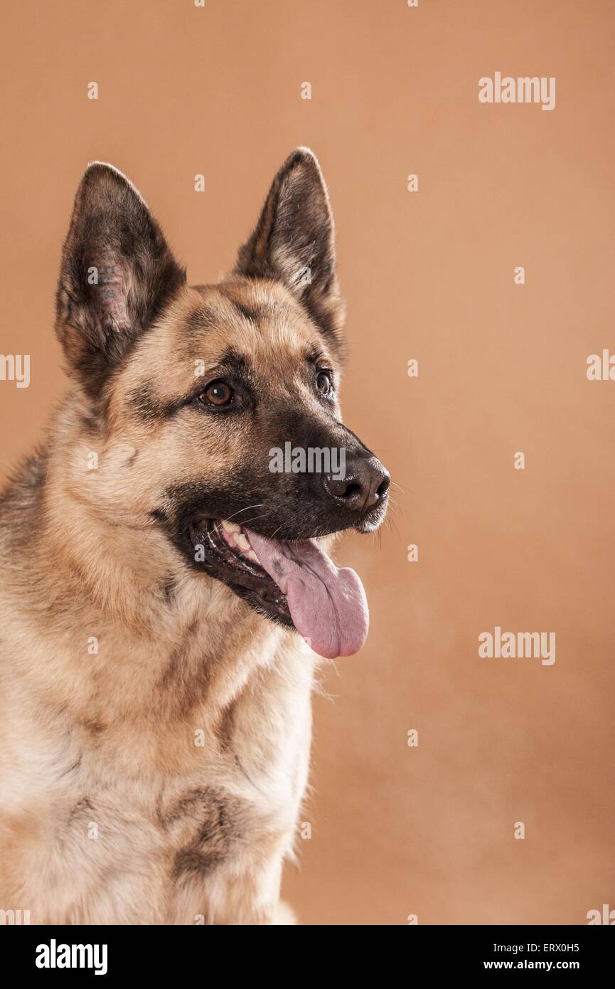 German Shepherd Portrait Stock Photo - Alamy