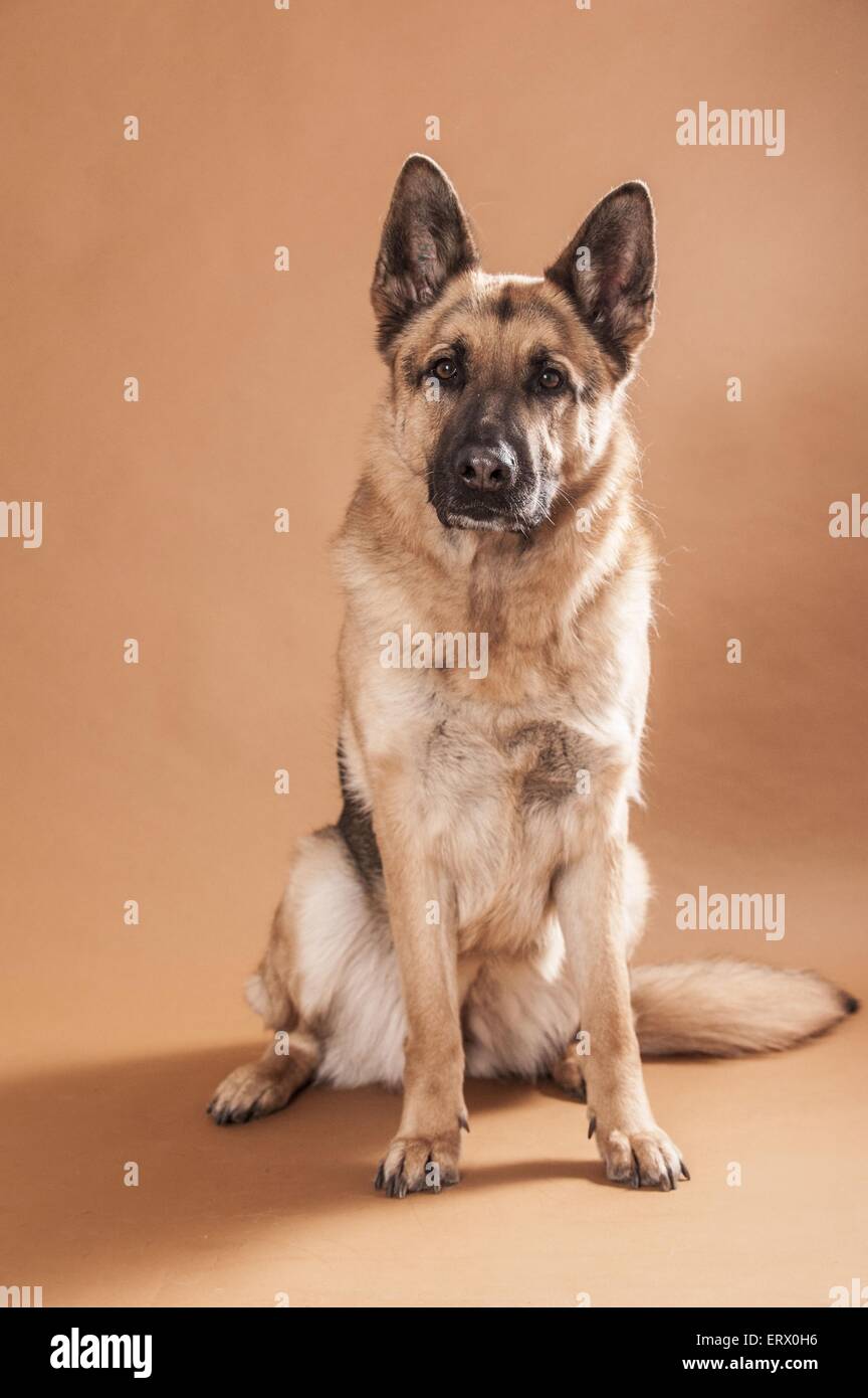 sitting German Shepherd Stock Photo - Alamy