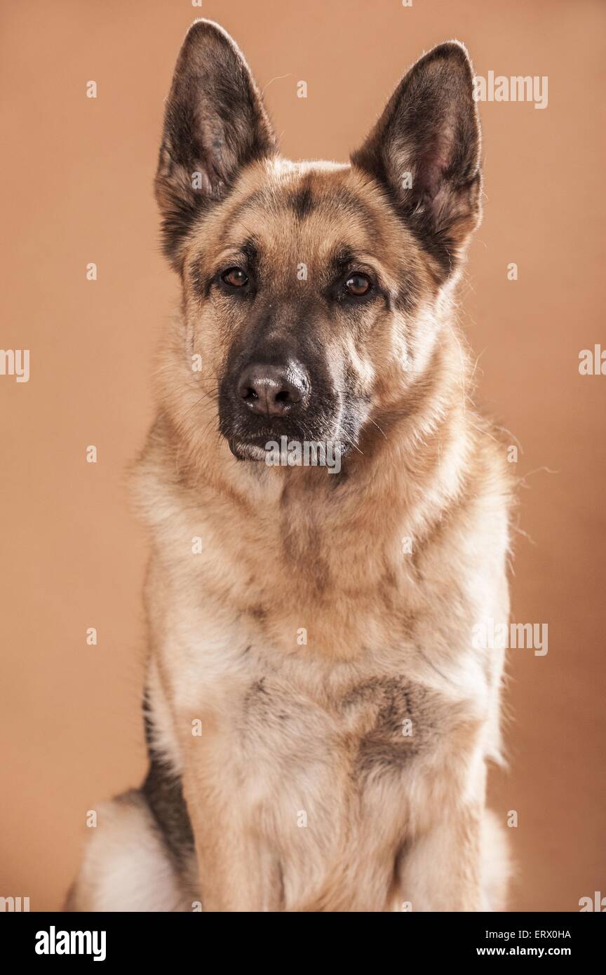 German Shepherd Portrait Stock Photo - Alamy