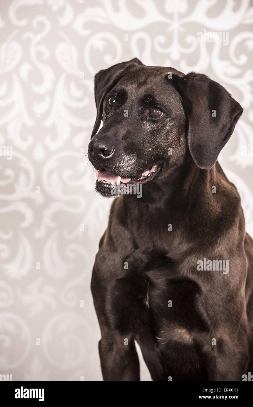 Rhodesian ridgeback mongrel hi-res stock photography and images - Alamy