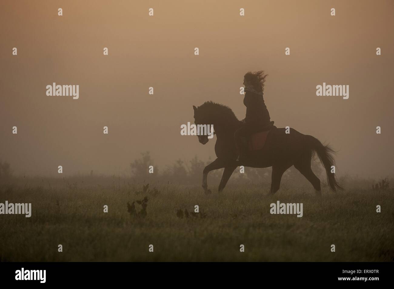 woman rides Hanoverian Stock Photo - Alamy