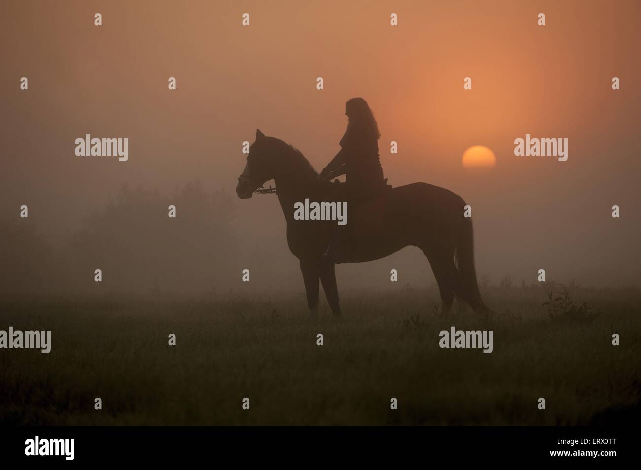 woman rides Hanoverian Stock Photo - Alamy