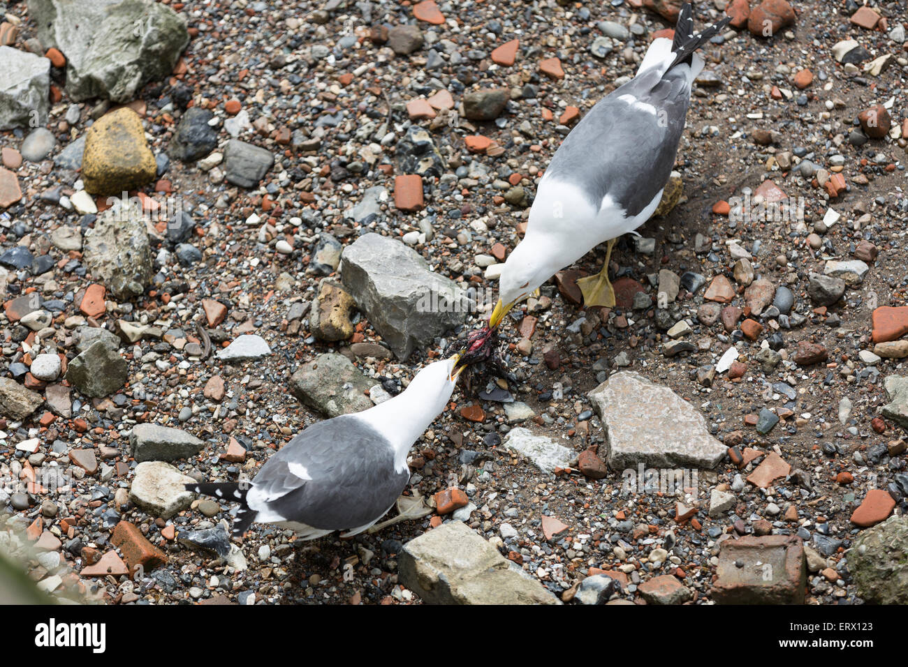 Seagulls fighting over a dead bird Stock Photo - Alamy