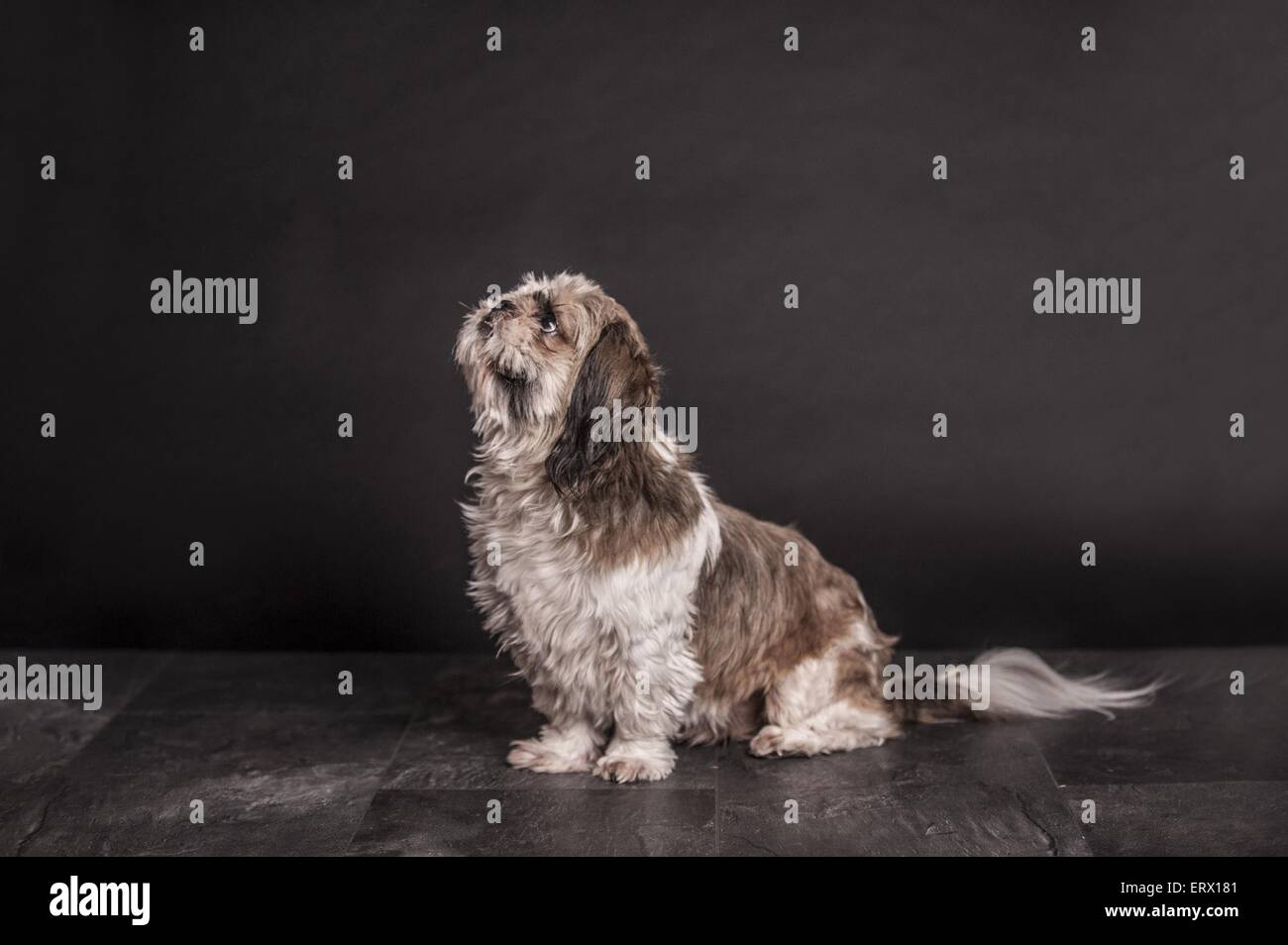 sitting Shih Tzu Stock Photo - Alamy
