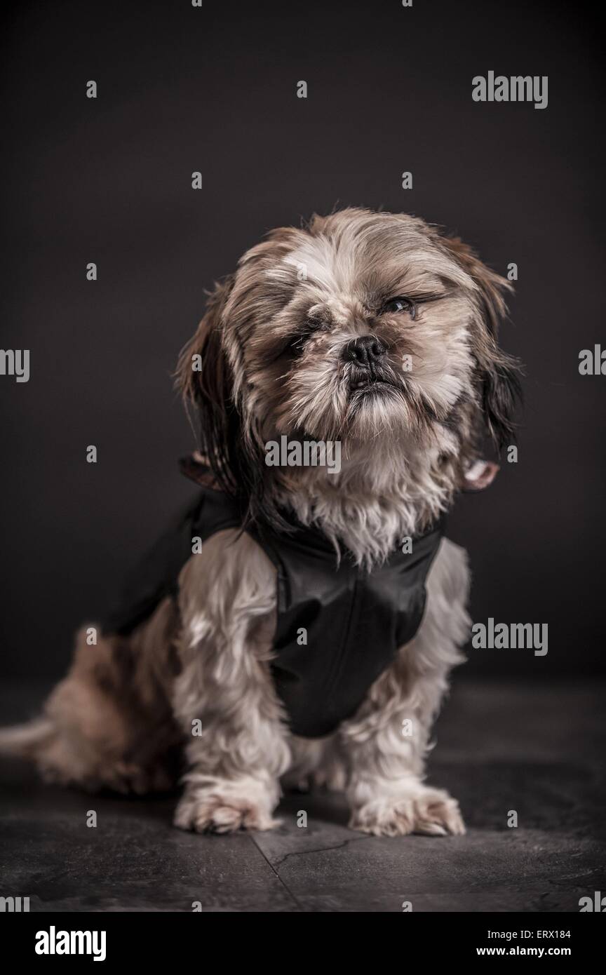 sitting Shih Tzu Stock Photo - Alamy