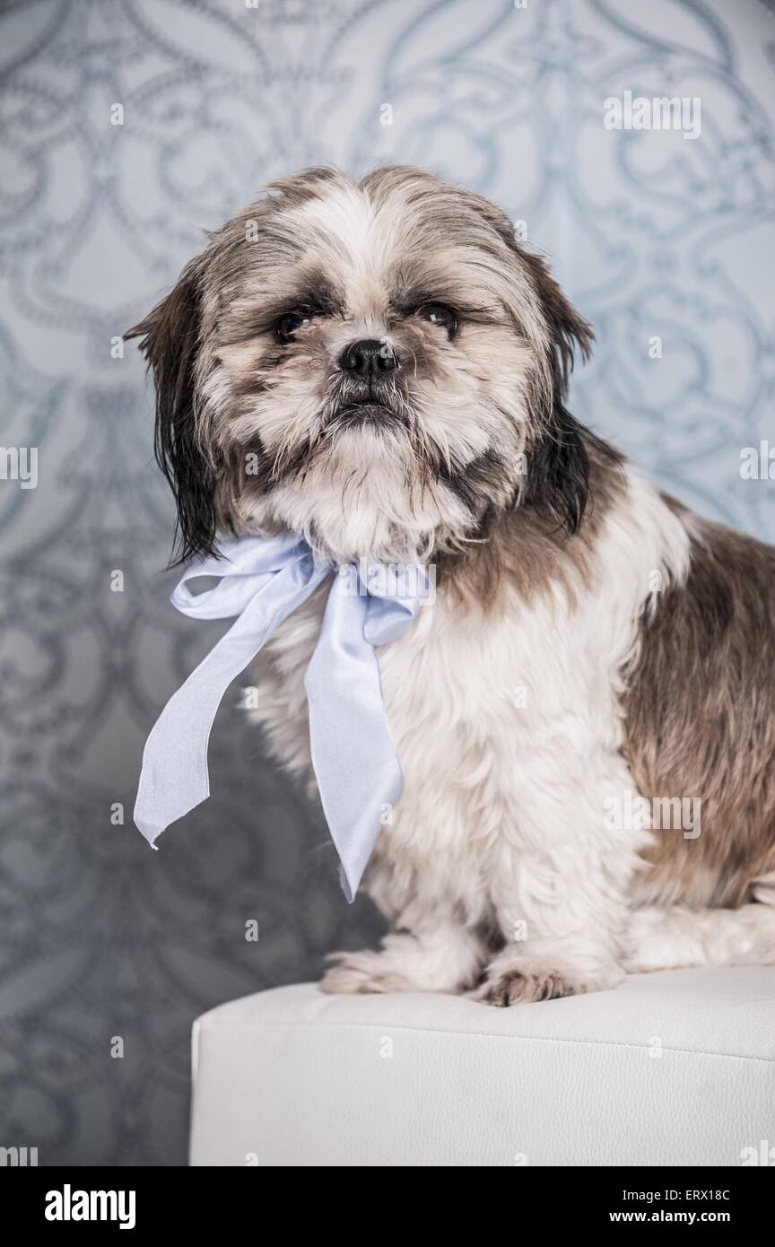 sitting Shih Tzu Stock Photo - Alamy