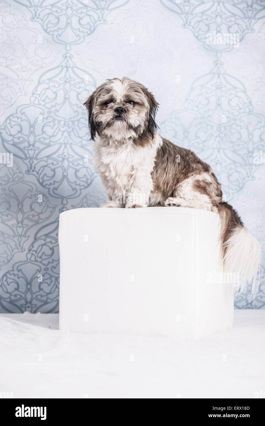 sitting Shih Tzu Stock Photo - Alamy