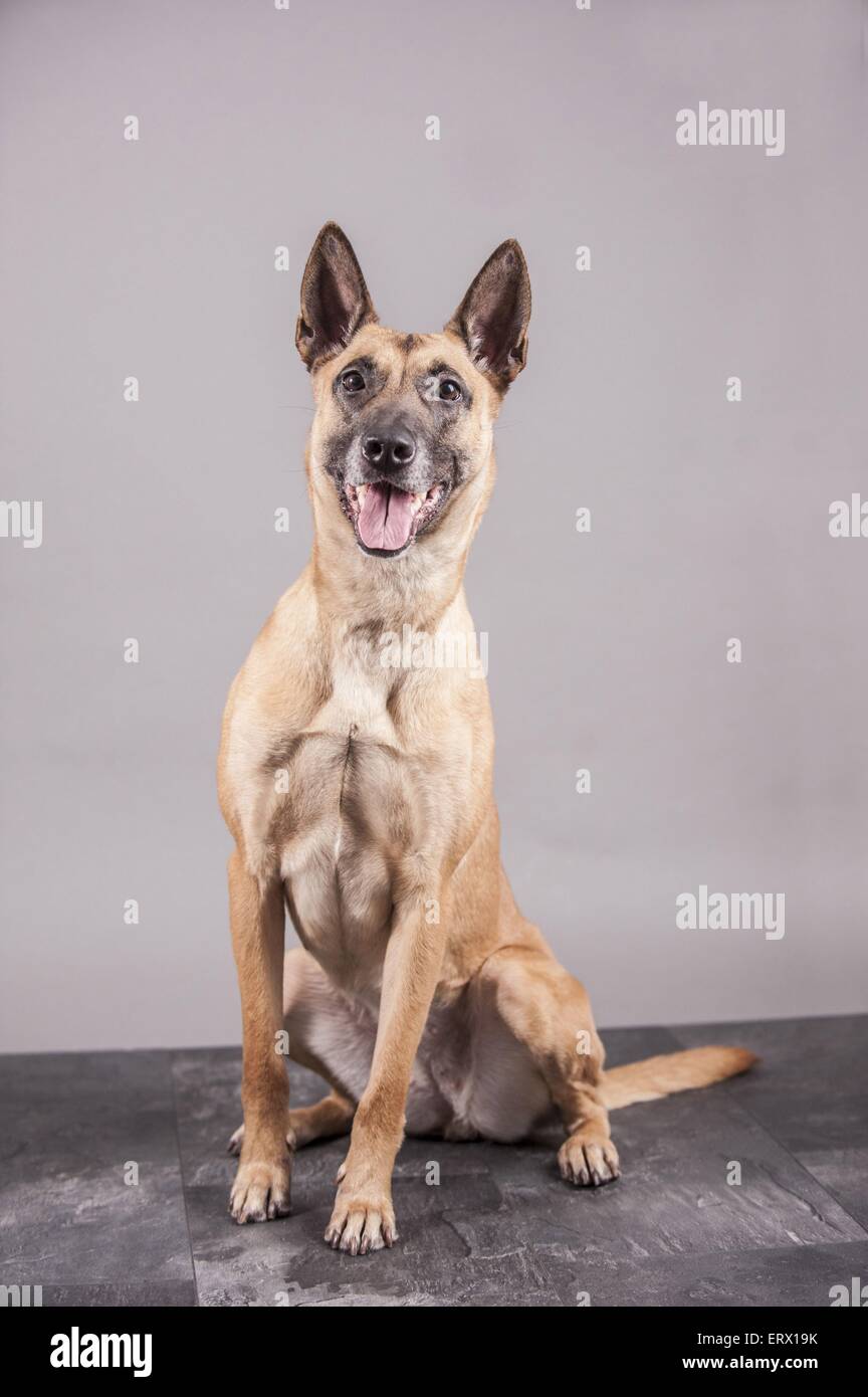 Belgian malinois hi-res stock photography and images - Alamy