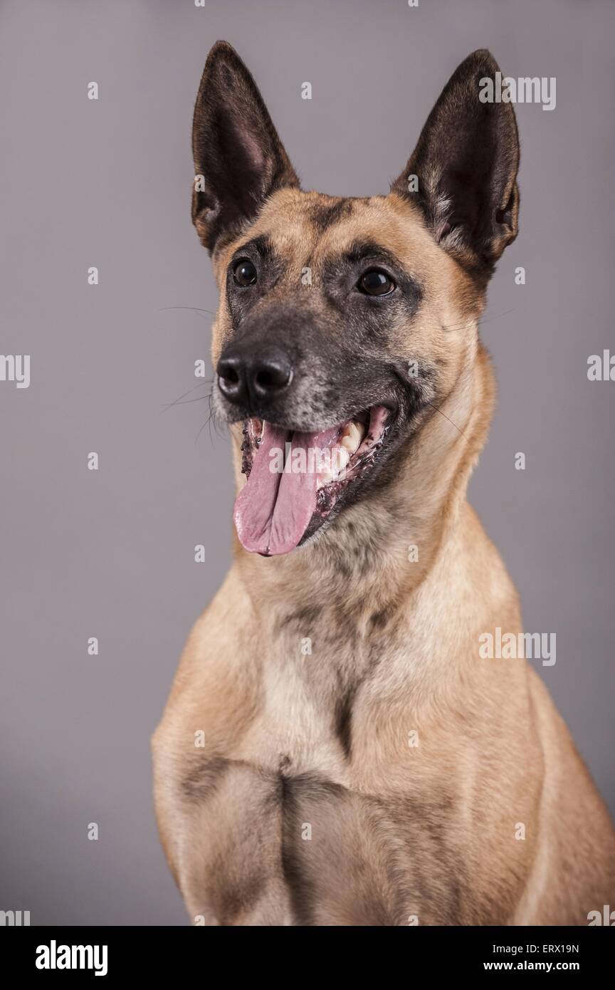 Belgian malinois hi-res stock photography and images - Alamy