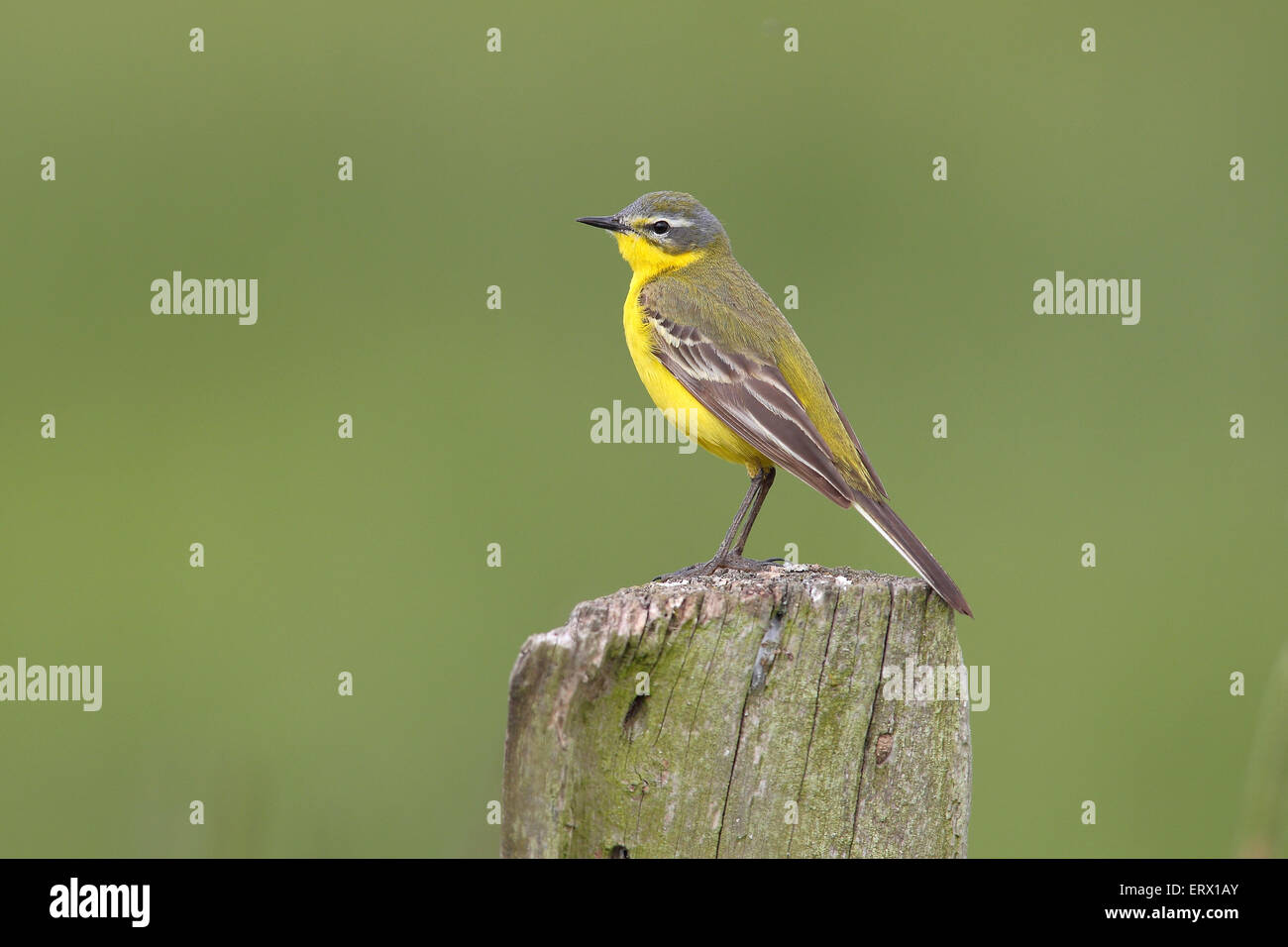 Blue headed wagtail hi-res stock photography and images - Alamy