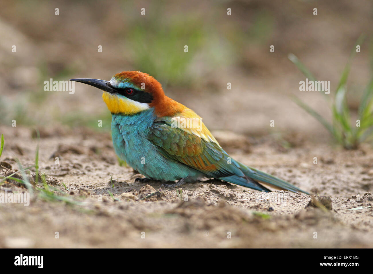 Taking care of wildlife hi-res stock photography and images - Alamy