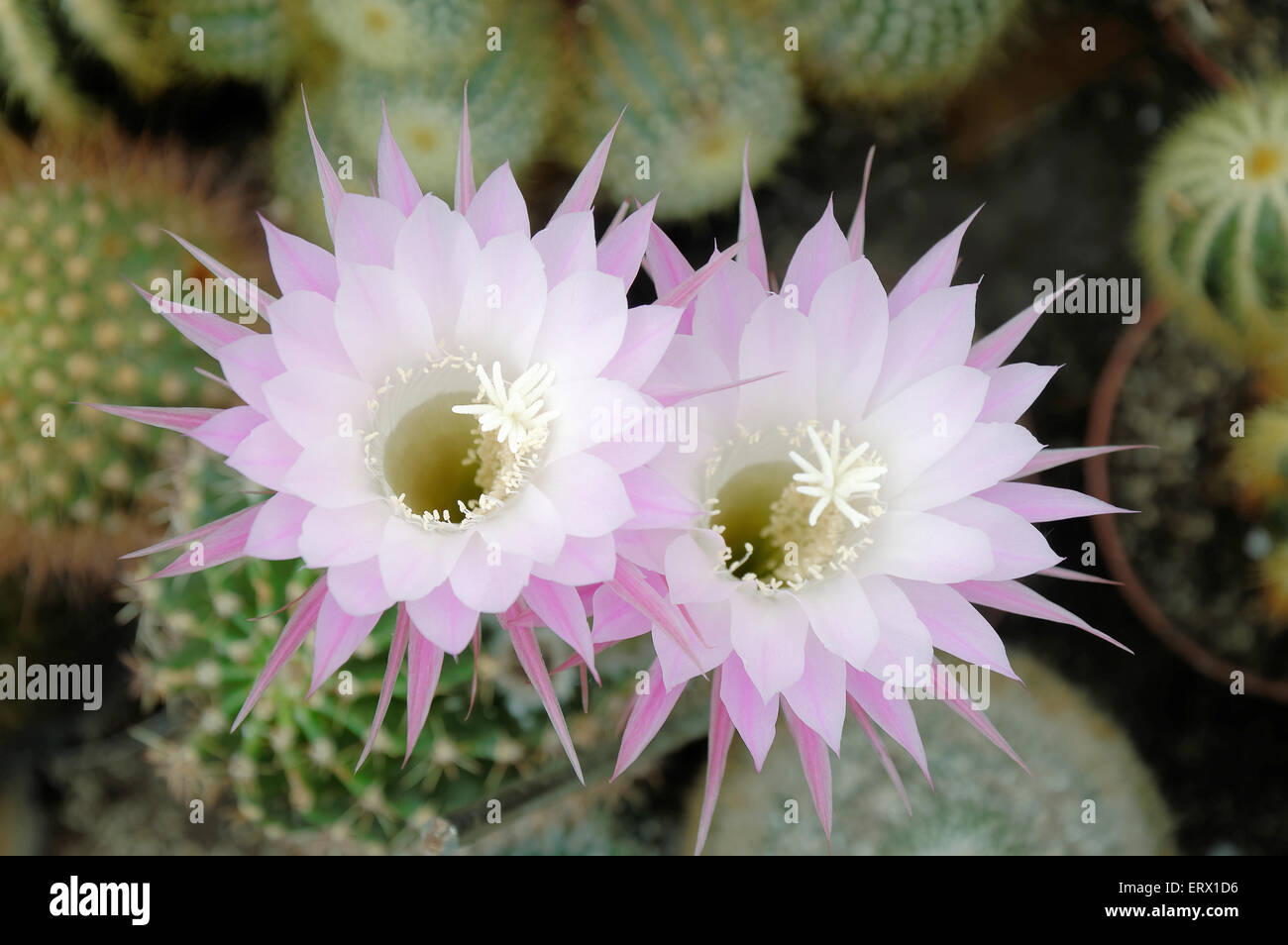 Flowering Hedgehog Cactus (Echinopsis sp Stock Photo - Alamy
