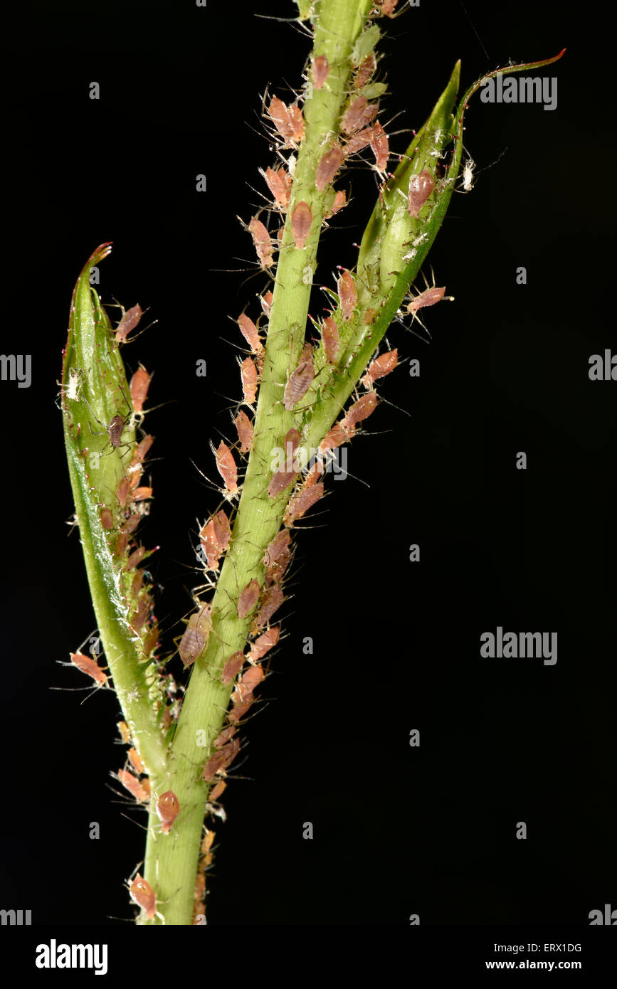 Rose Aphids (Macrosiphum rosae), colony, pest on the stem of a Rose ...