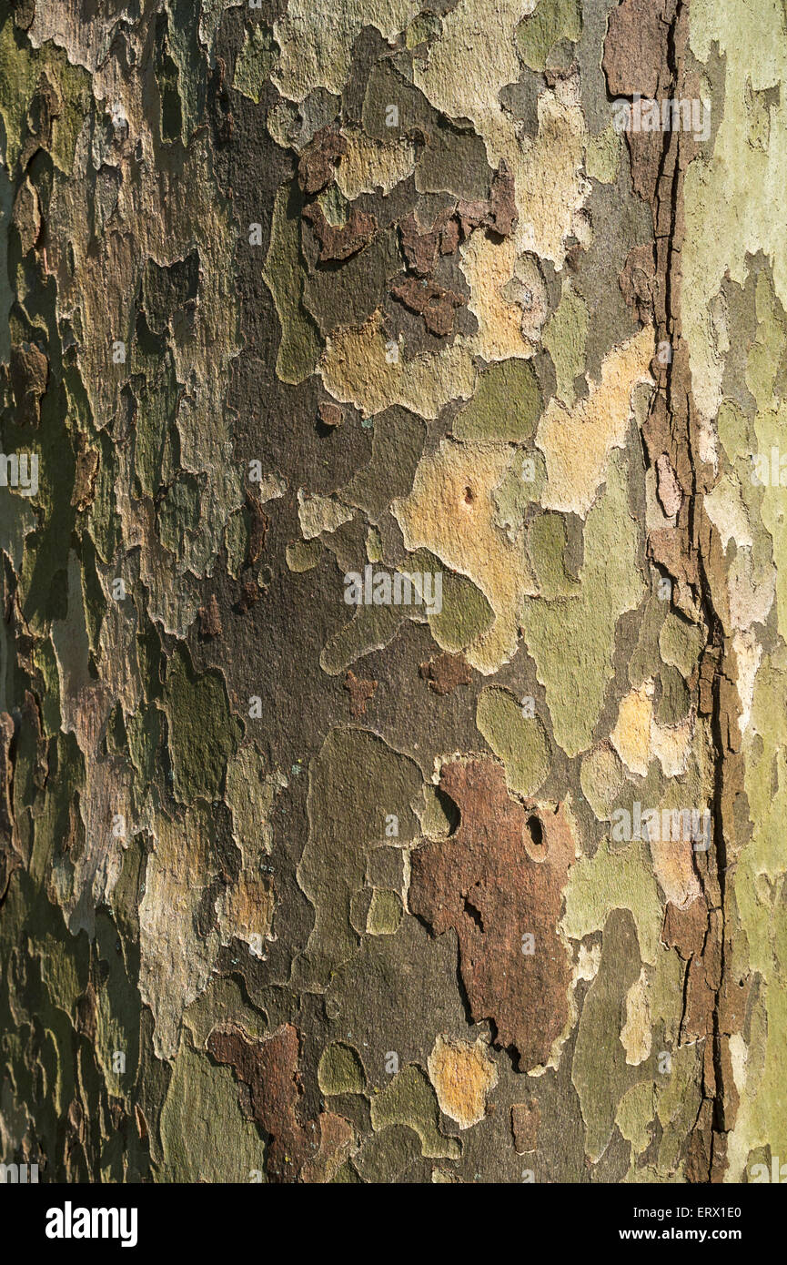 Bark of a Plane tree (Platanus sp.), Baden-Württemberg, Germany Stock ...