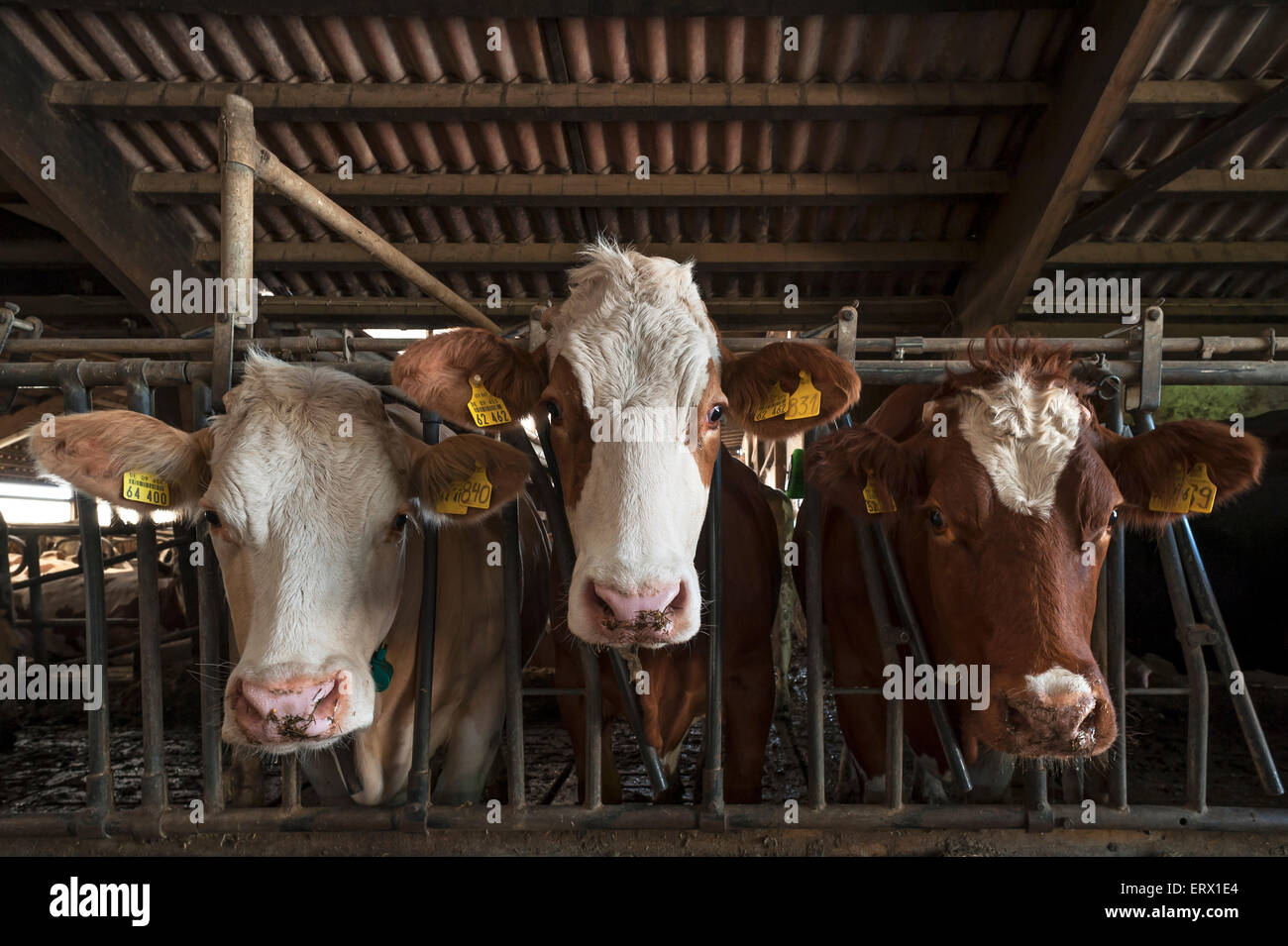 Three dairy cows in an exercise pen looking through the feed fence, Bavaria, Germany Stock Photo ...