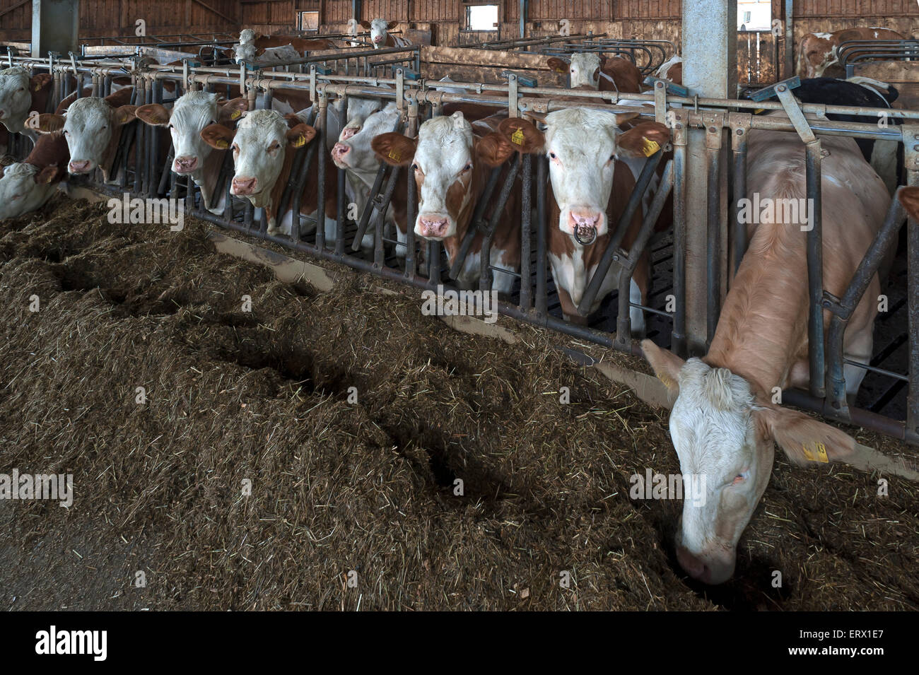 Cattle pen hi-res stock photography and images - Alamy