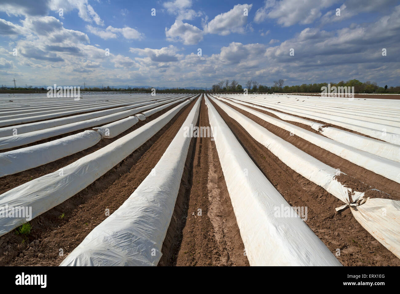 Asparagus fields covered with white foil, Herbolzheim, Baden ...
