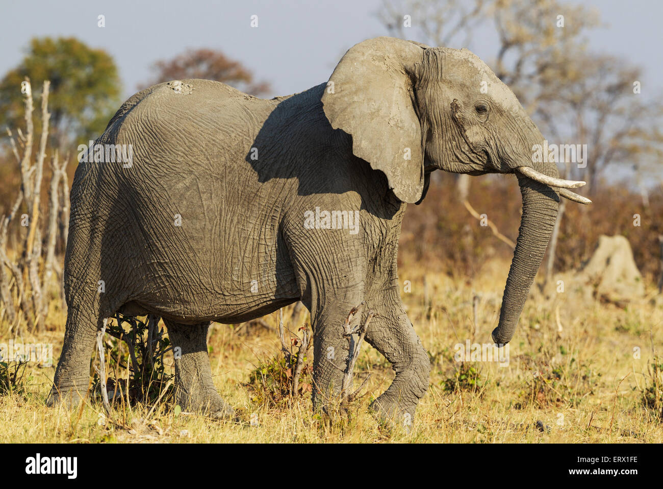 Pregnant African Elephant High Resolution Stock Photography and Images ...