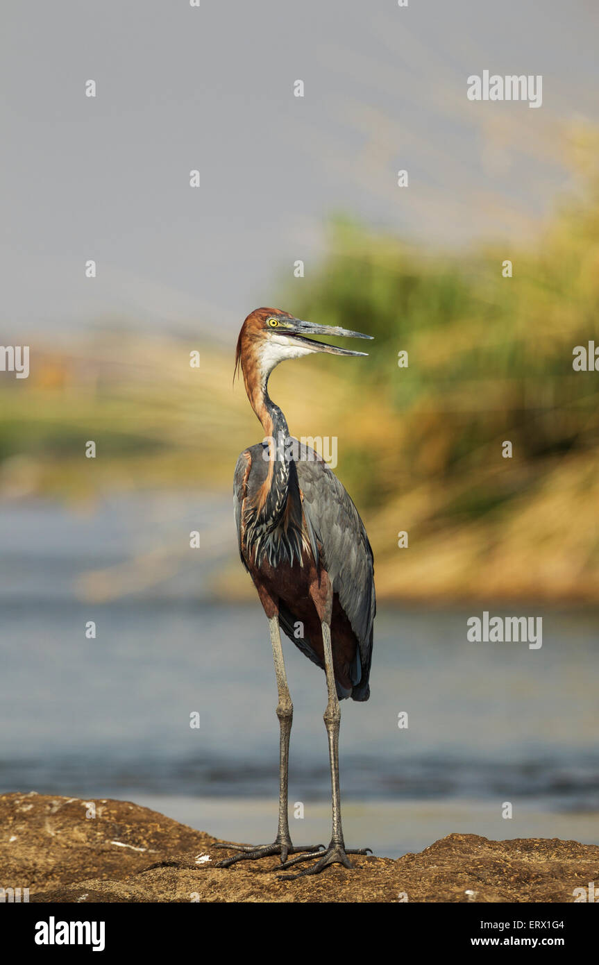 Goliath heron in nature hi-res stock photography and images - Alamy