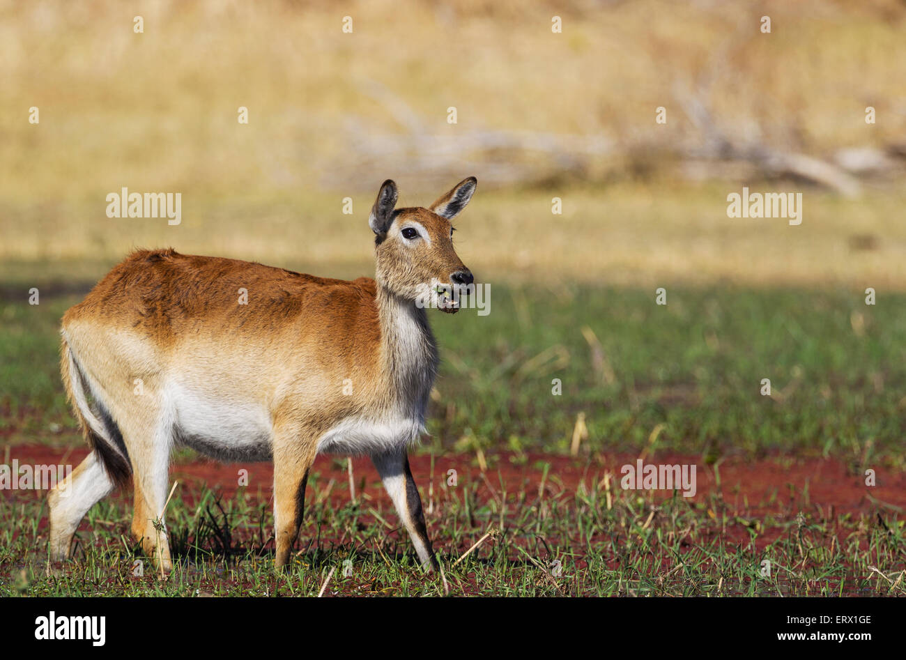 Female red lechwe hi-res stock photography and images - Alamy