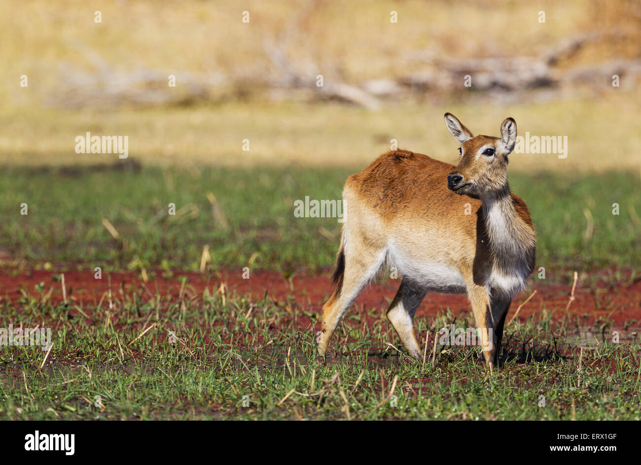 Female red lechwe hi-res stock photography and images - Alamy