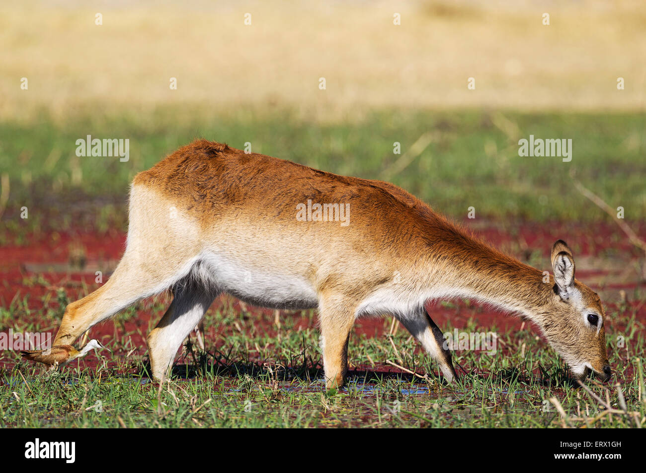 Female lechwe hi-res stock photography and images - Alamy