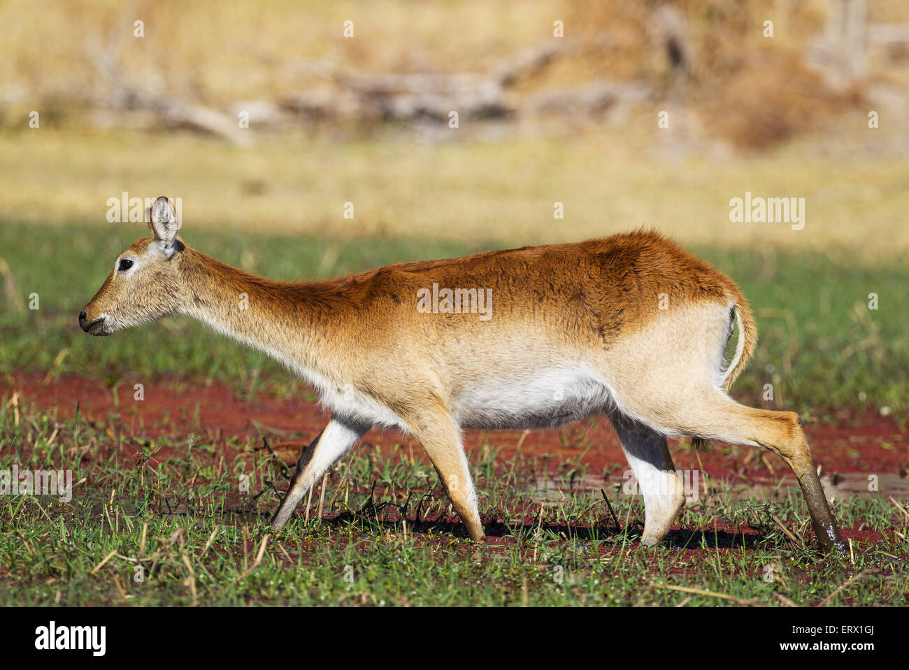 Female red lechwe hi-res stock photography and images - Alamy