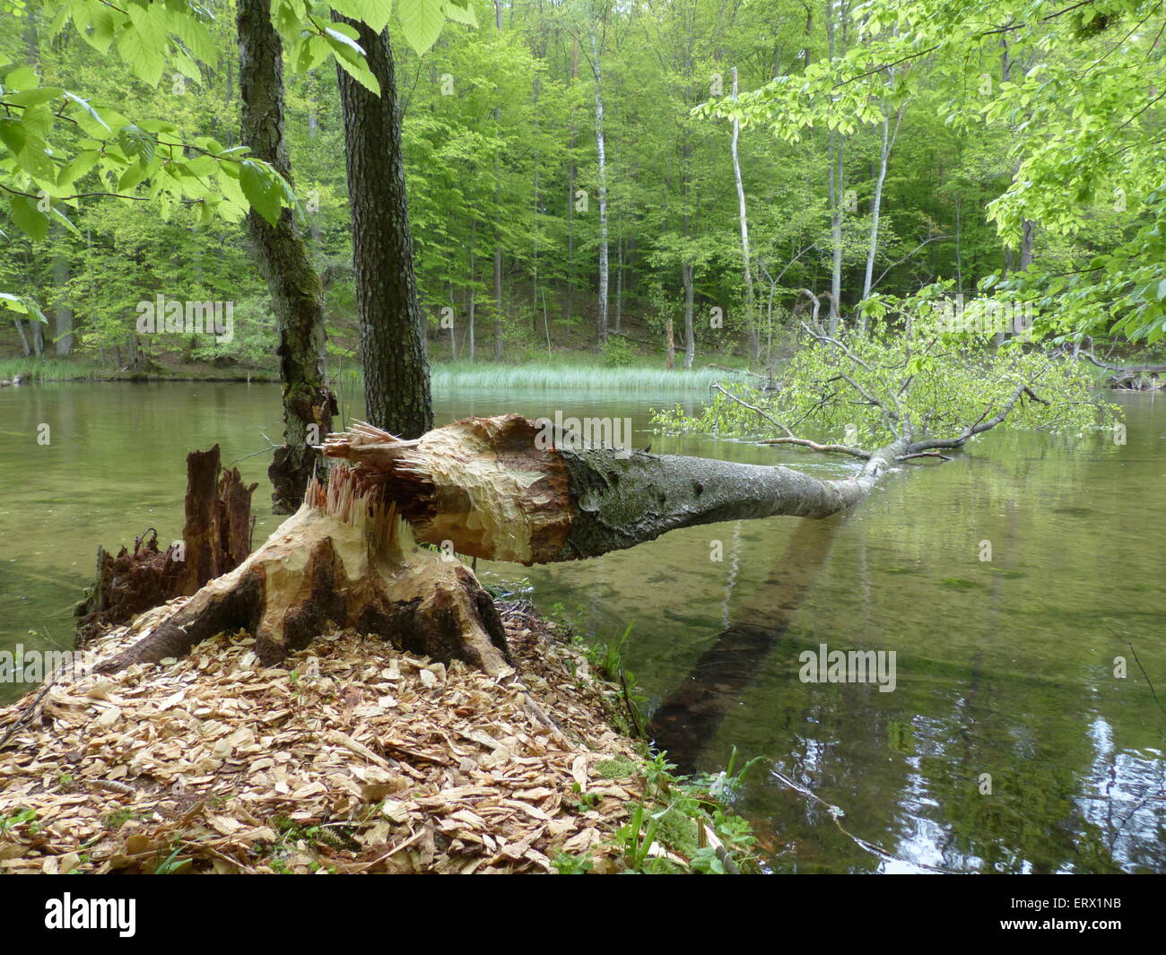 Beaver felled tree hi-res stock photography and images - Alamy