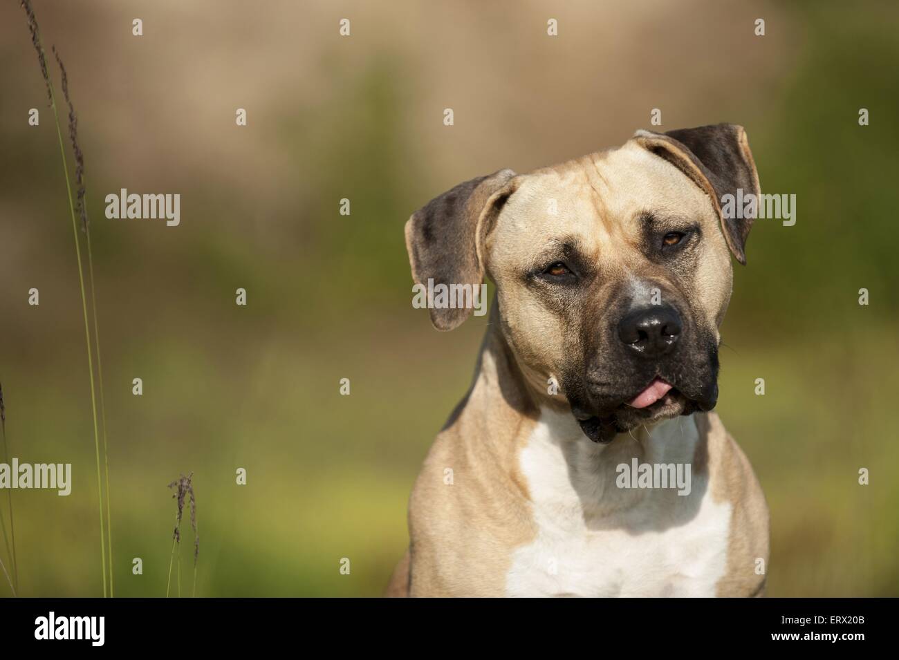 American Staffordshire Terrier Portrait Stock Photo - Alamy