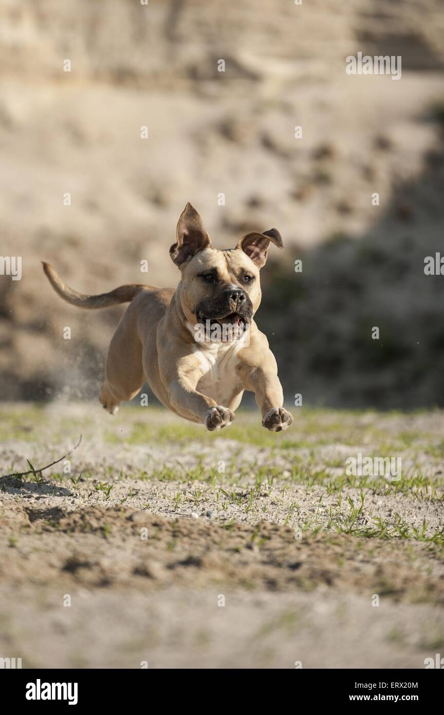 running American Staffordshire Terrier Stock Photo - Alamy