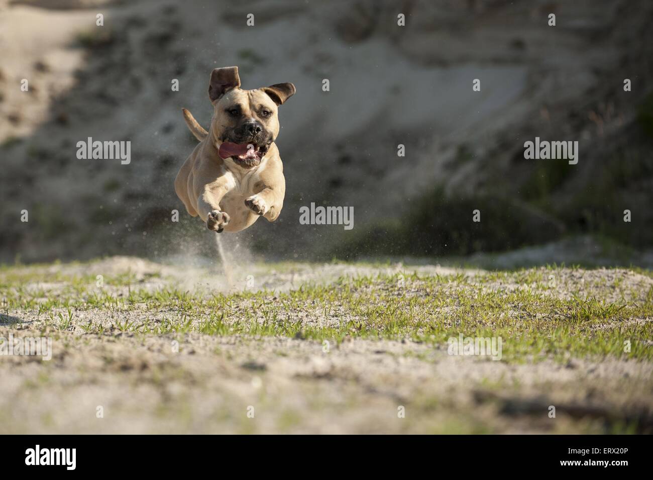 jumping American Staffordshire Terrier Stock Photo - Alamy
