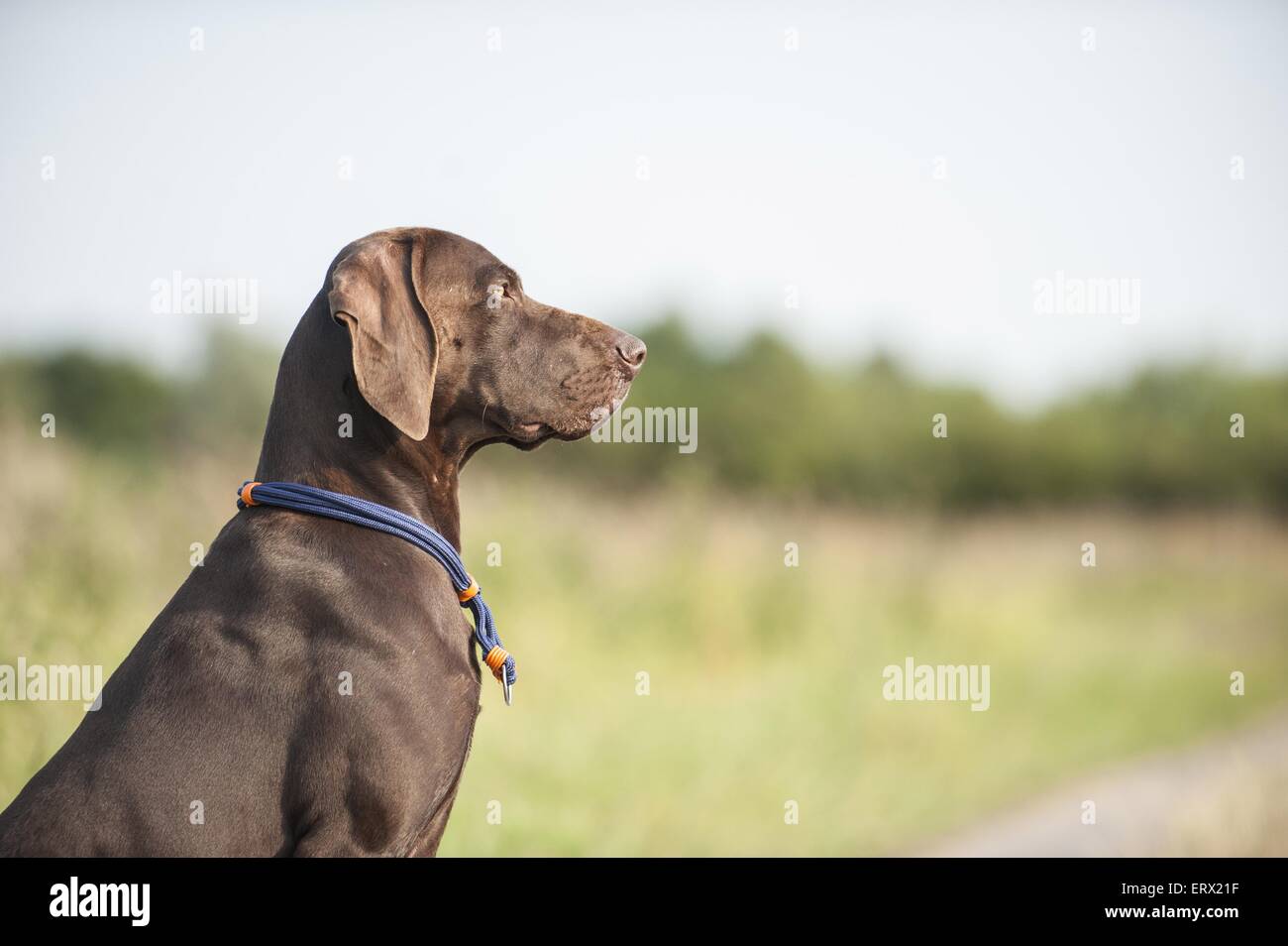 German short haired pointer profile hi-res stock photography and images ...