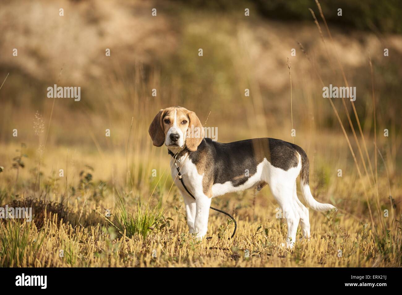 Setlines hi-res stock photography and images - Alamy