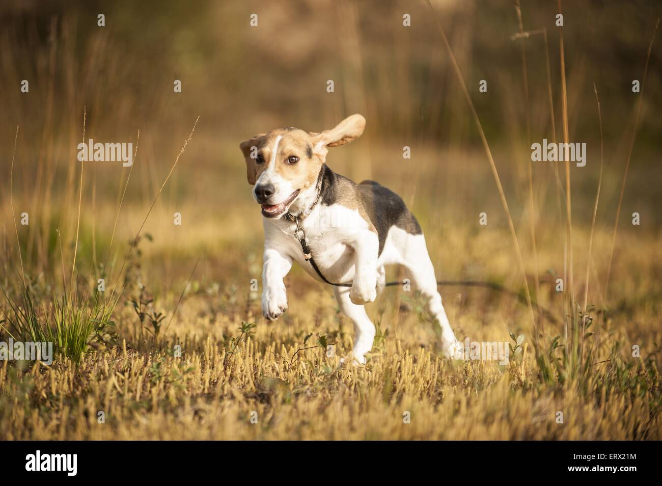 Beagle running side view hi-res stock photography and images - Alamy